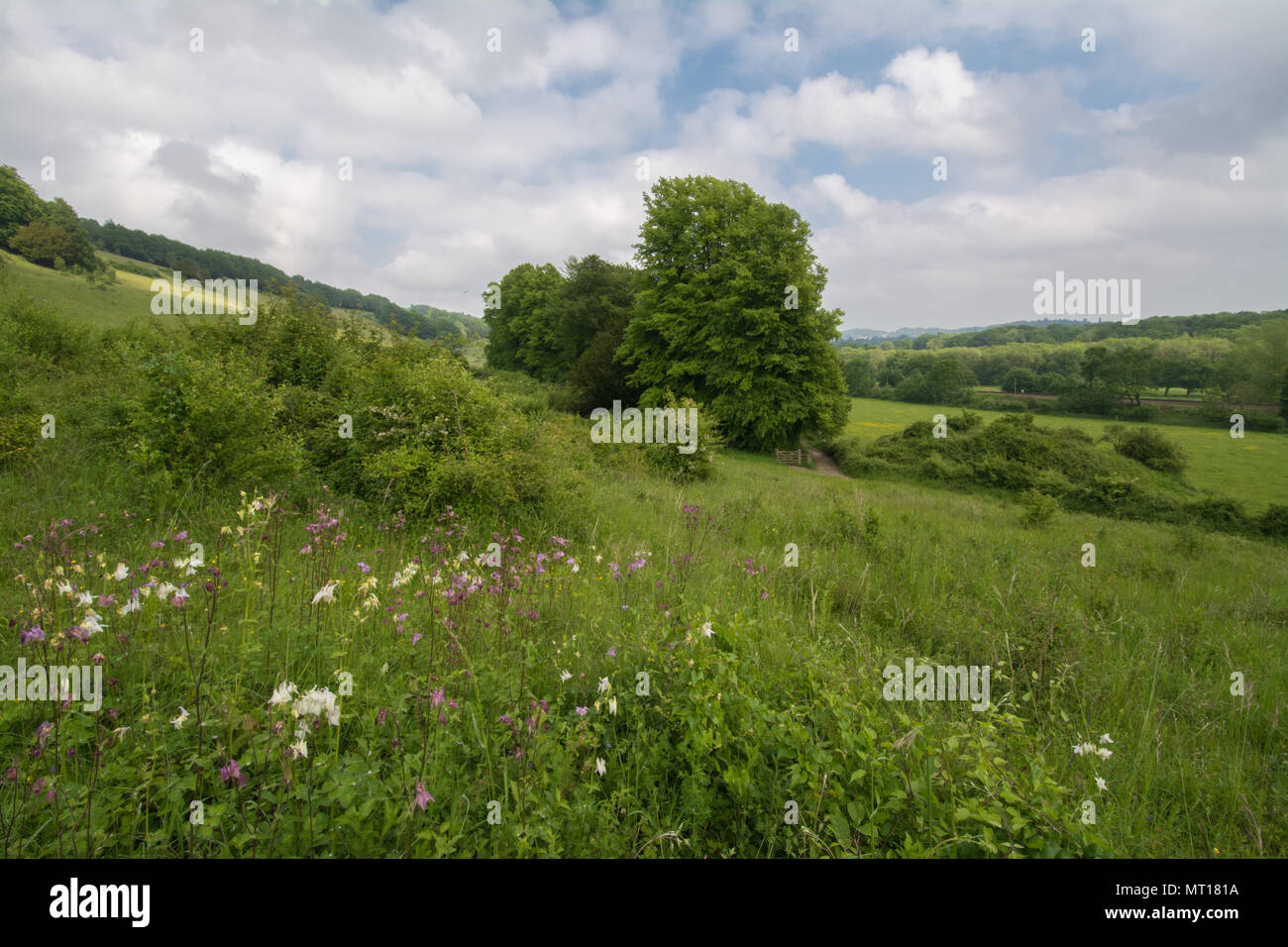 Chalk downland landscape in late spring at Denbies Hillside, Ranmore ...