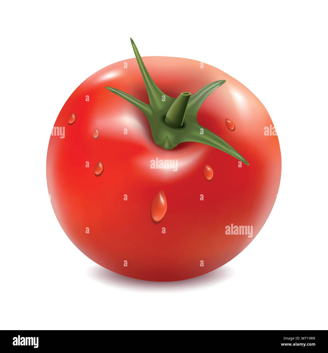 One whole fresh tomato Stock Vector Images - Alamy