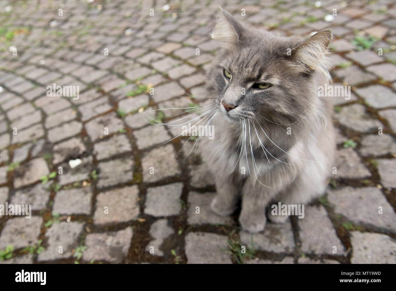 Cat with attitude hi-res stock photography and images - Alamy