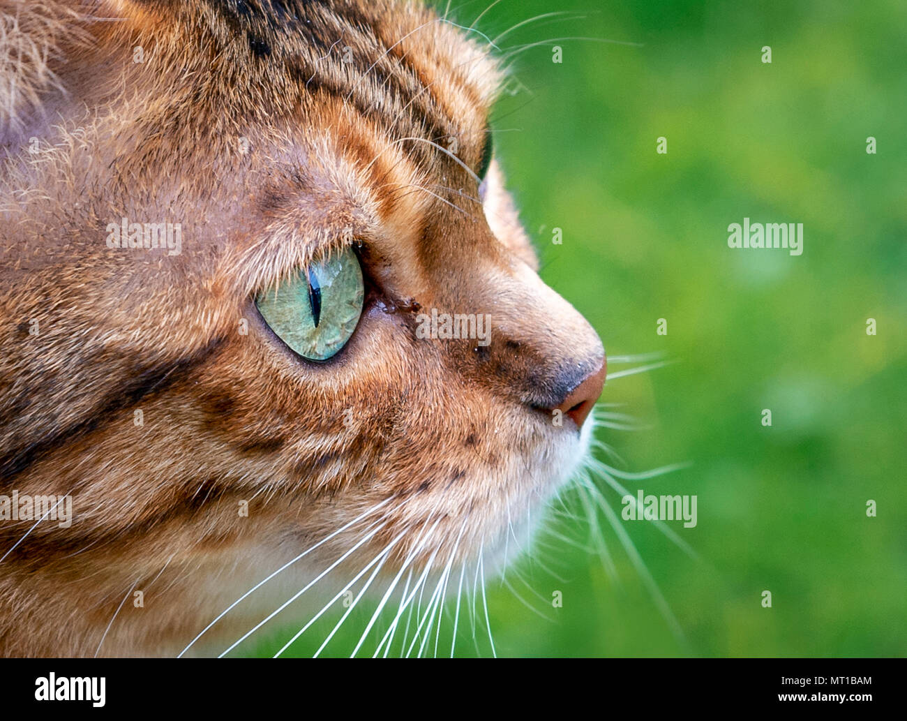 Bengal cat eyes hi-res stock photography and images - Alamy