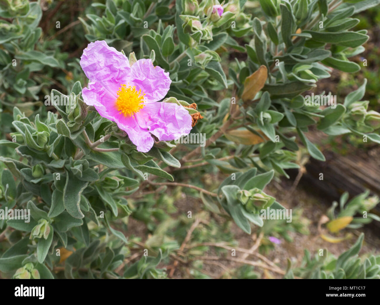 Rock rose wild flowers. Cistus albidus. Rockrose grey-leaved bush Stock ...