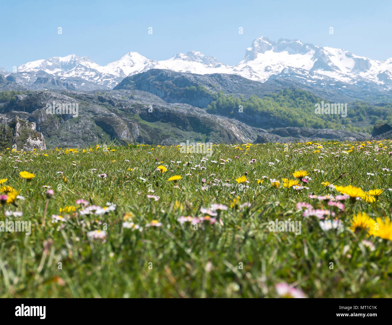 Apline mountain meadow with daisies and dandelions. Mountain spring ...