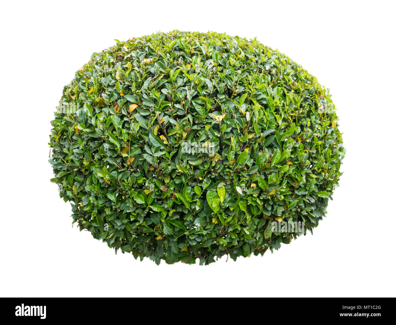 Pruned green laurel decorative globe form shrub isolated on white Stock ...