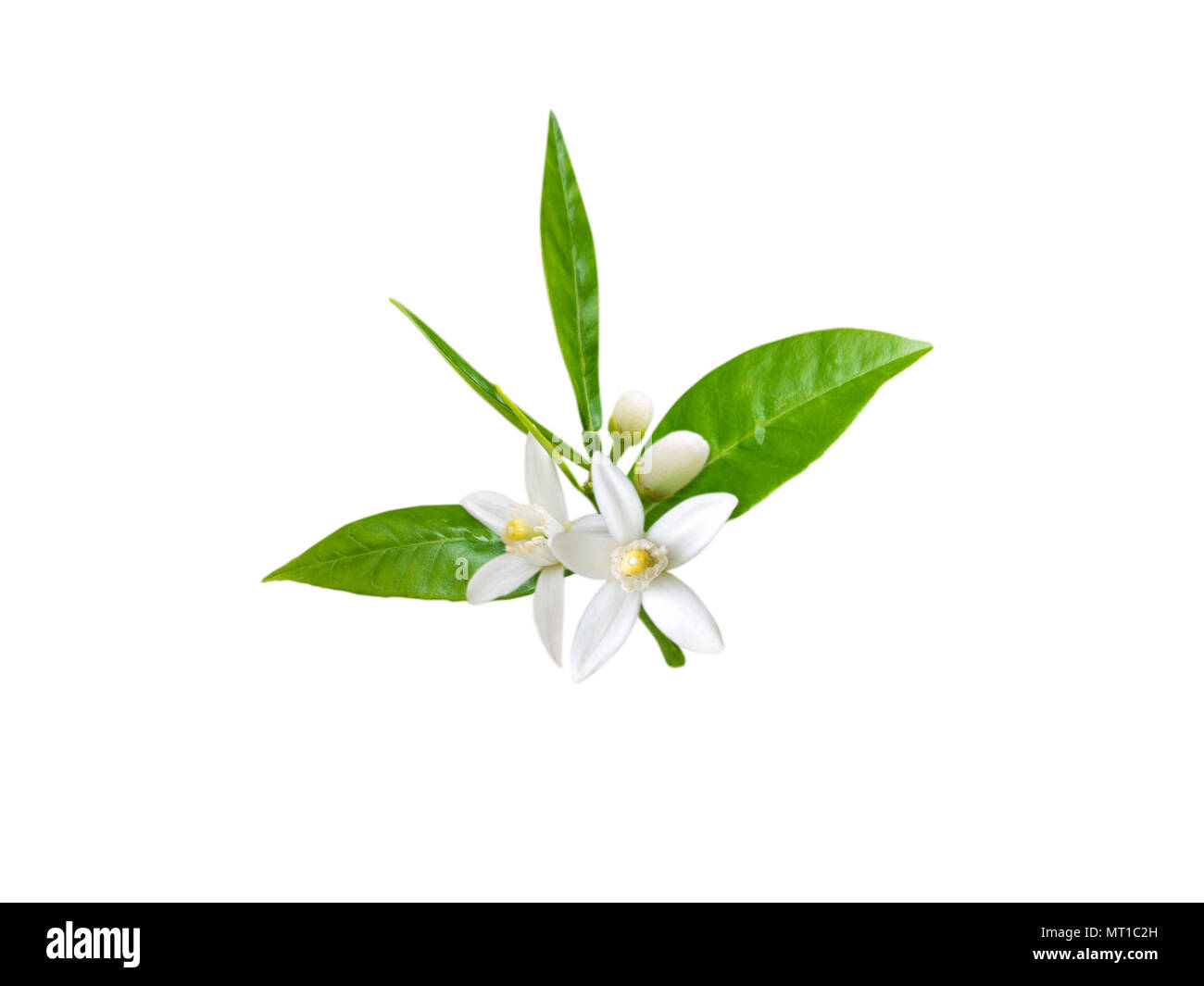 Branch of orange tree with white fragrant flowers, buds and leaves ...