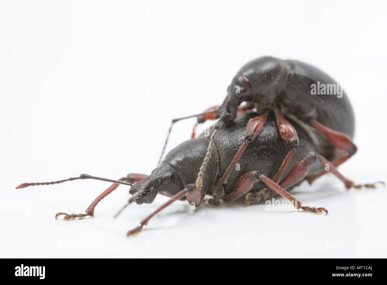 A pair of weevils mating, family Curculionidae, North Dorset England UK ...