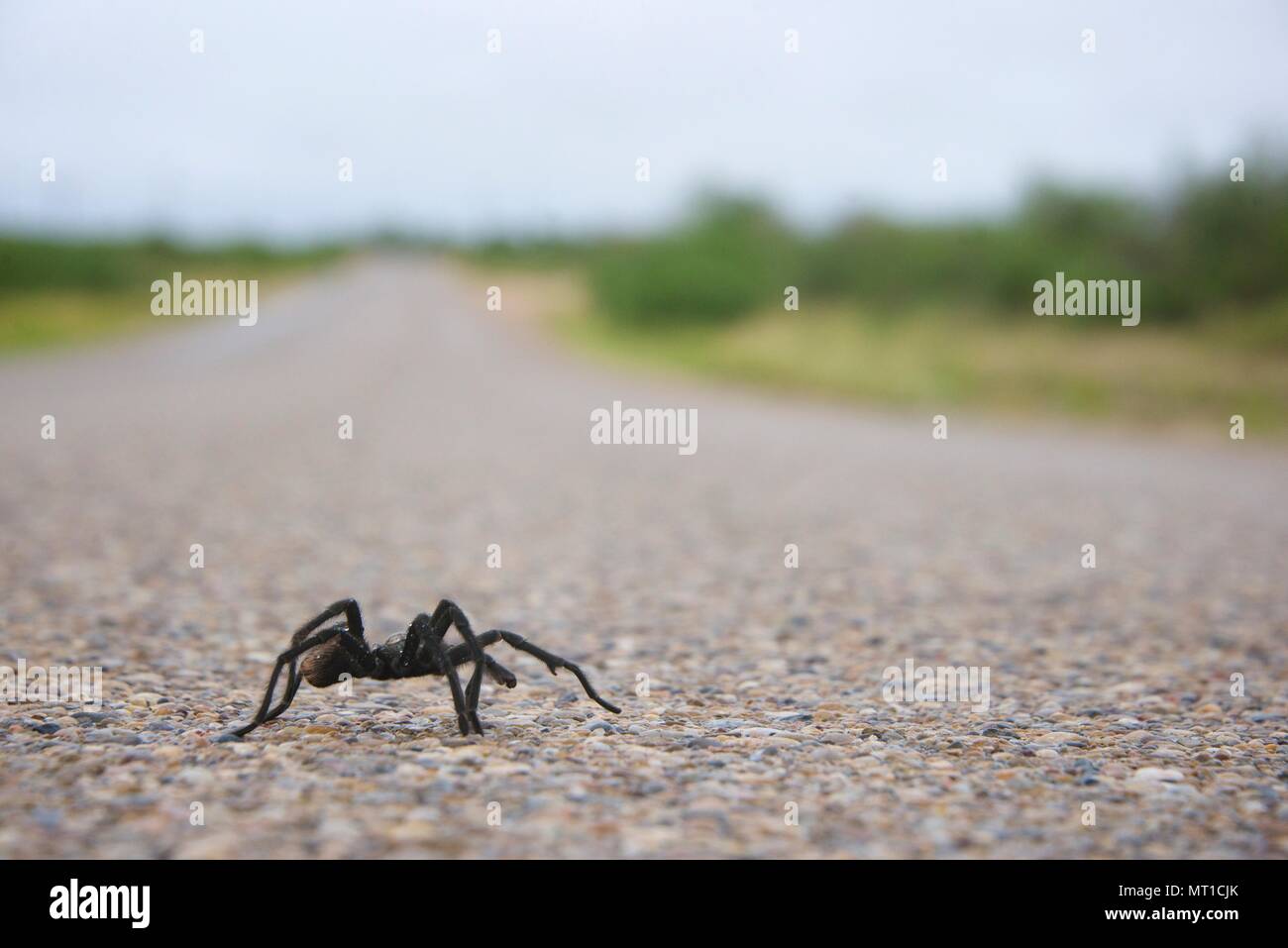 Desert tarantula hi-res stock photography and images - Alamy