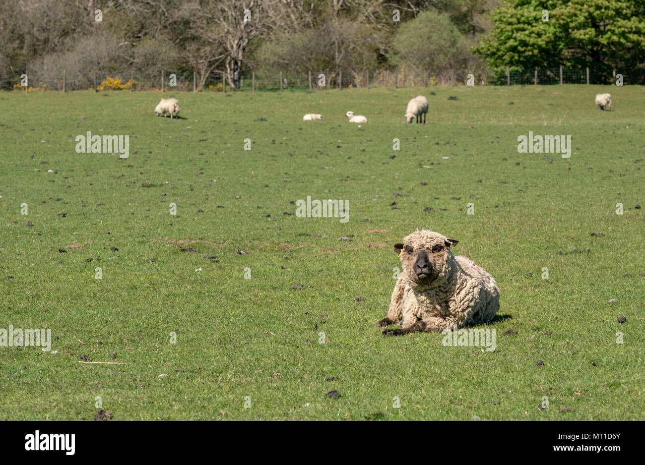 Cross breed sheep hi-res stock photography and images - Alamy