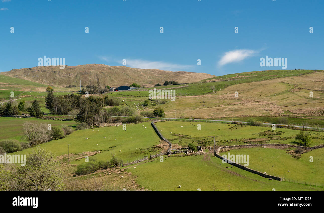 Sheep and lambs in welsh mountain farm Stock Photo - Alamy