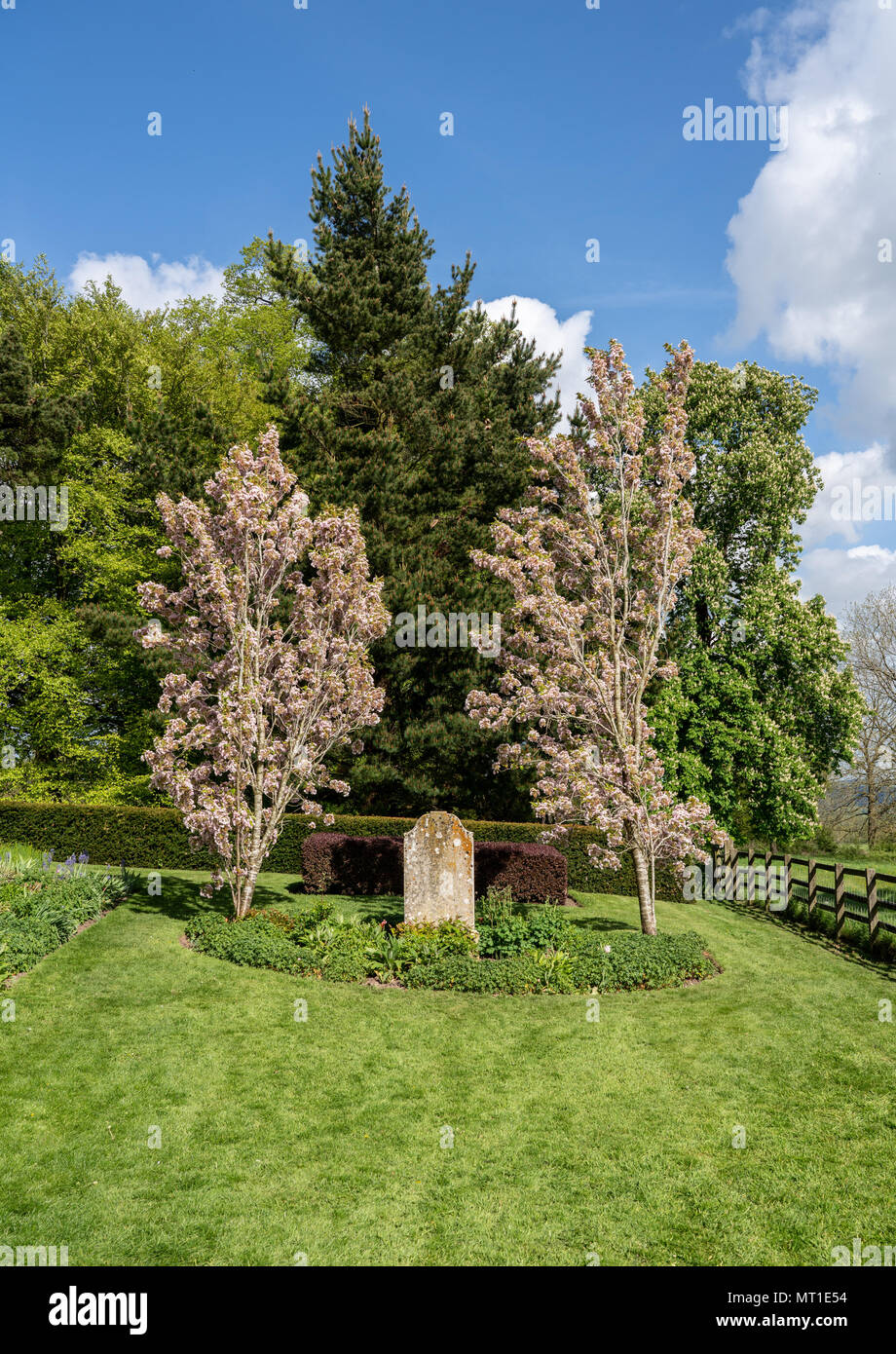 Single headstone tree hi-res stock photography and images - Alamy