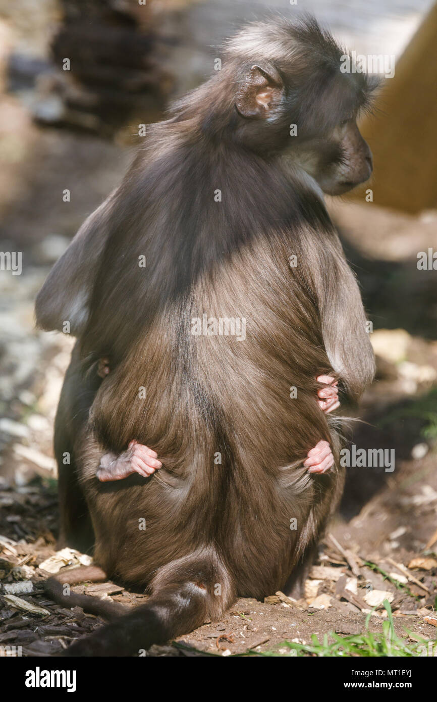 Baby mangabey monkey at london zoo hi-res stock photography and images ...