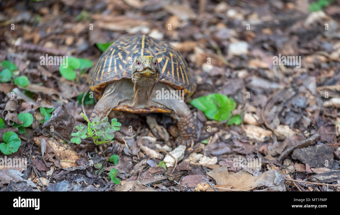 Red Dwarf Turtle