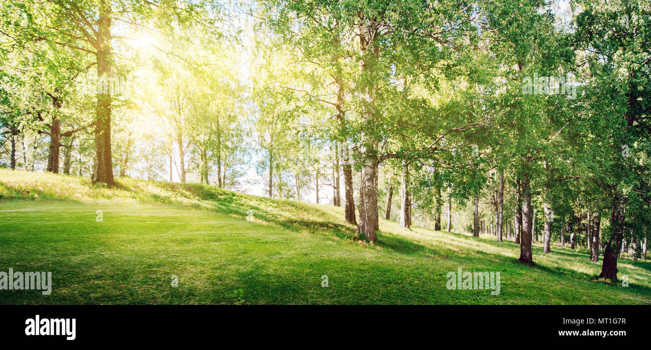 Beautiful park background Stock Photo - Alamy