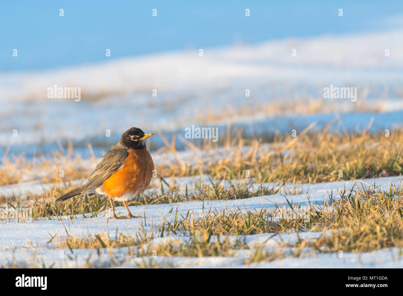 A north American robin standing in the grass with snow around looking ...