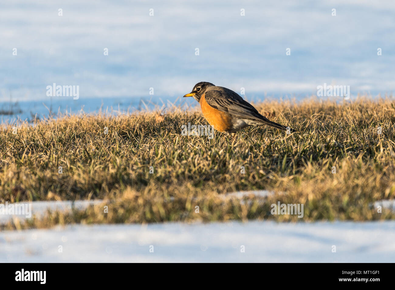 A north American robin standing in the grass with snow around looking ...
