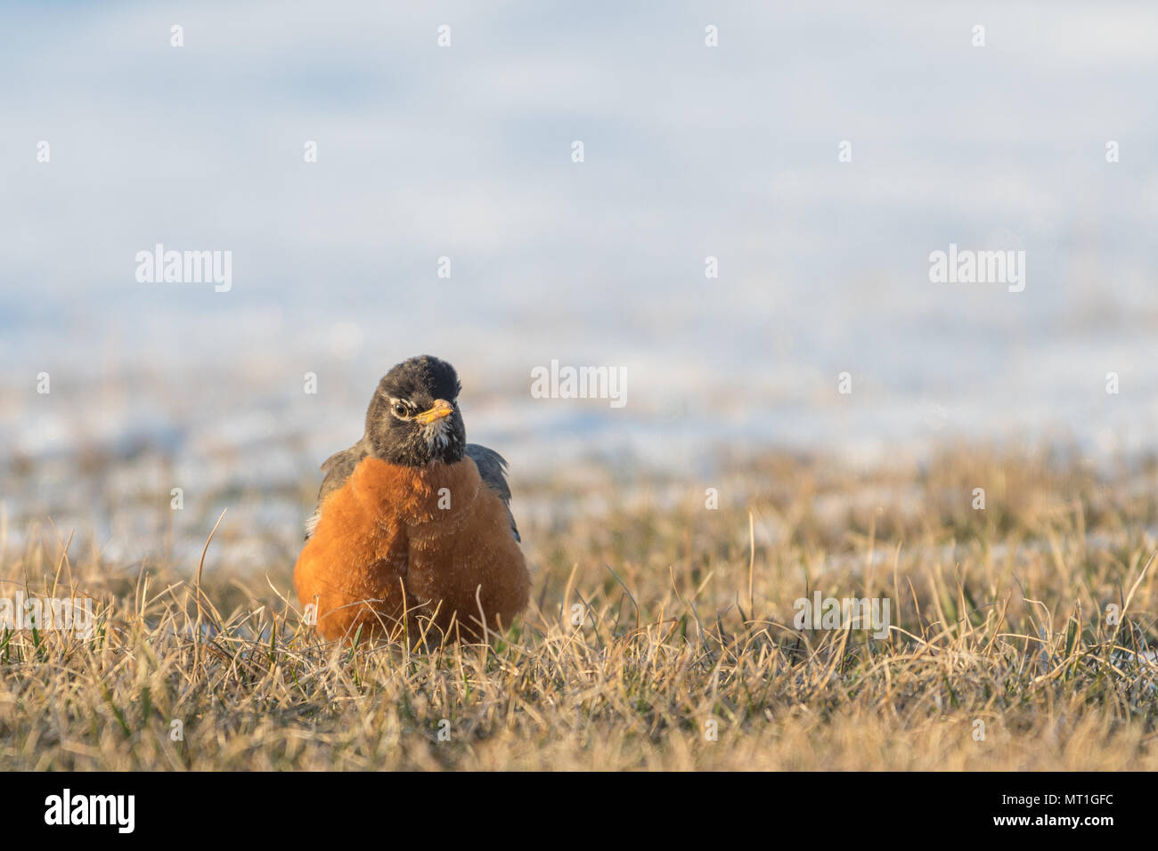 A north American robin standing in the grass with snow around looking ...