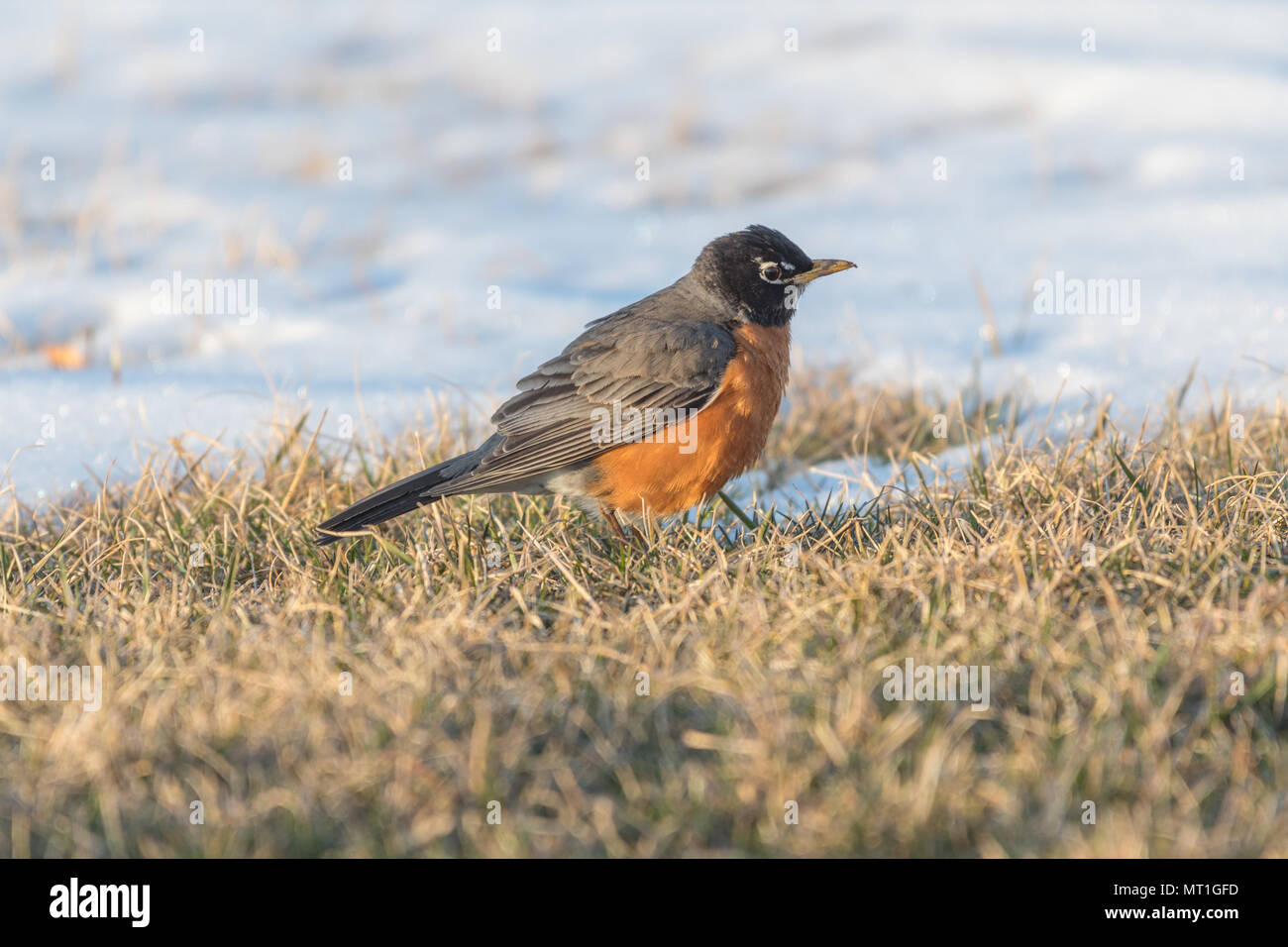 A north American robin standing in the grass with snow around looking ...