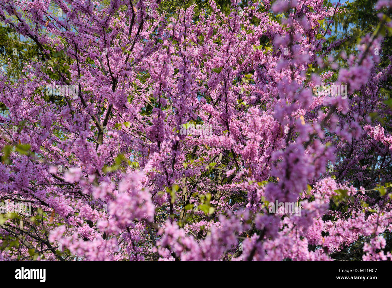 Pink Eastern Redbud tree flowers in Spring at Dominion Arboretum on Dow ...