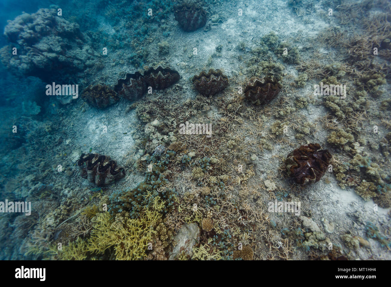Giant clams hi-res stock photography and images - Alamy
