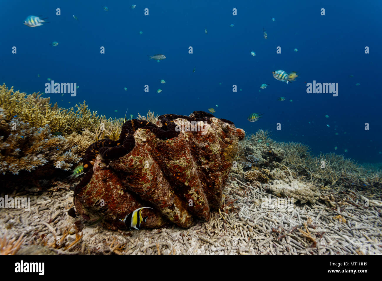 closeup of zigzag pattern of the shell of a giant clam on coral reef ...