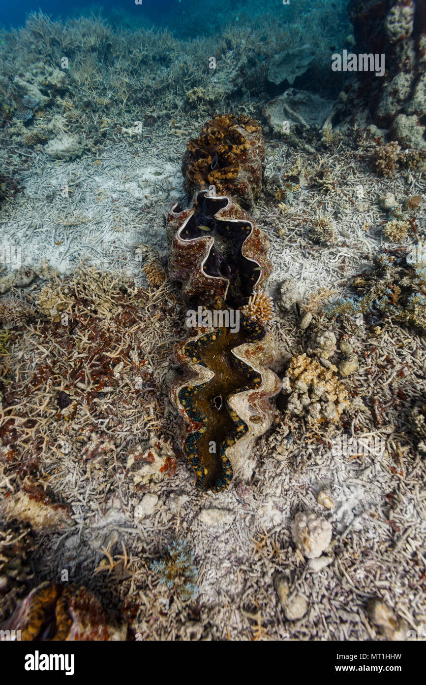 Closed clam shell hi-res stock photography and images - Alamy