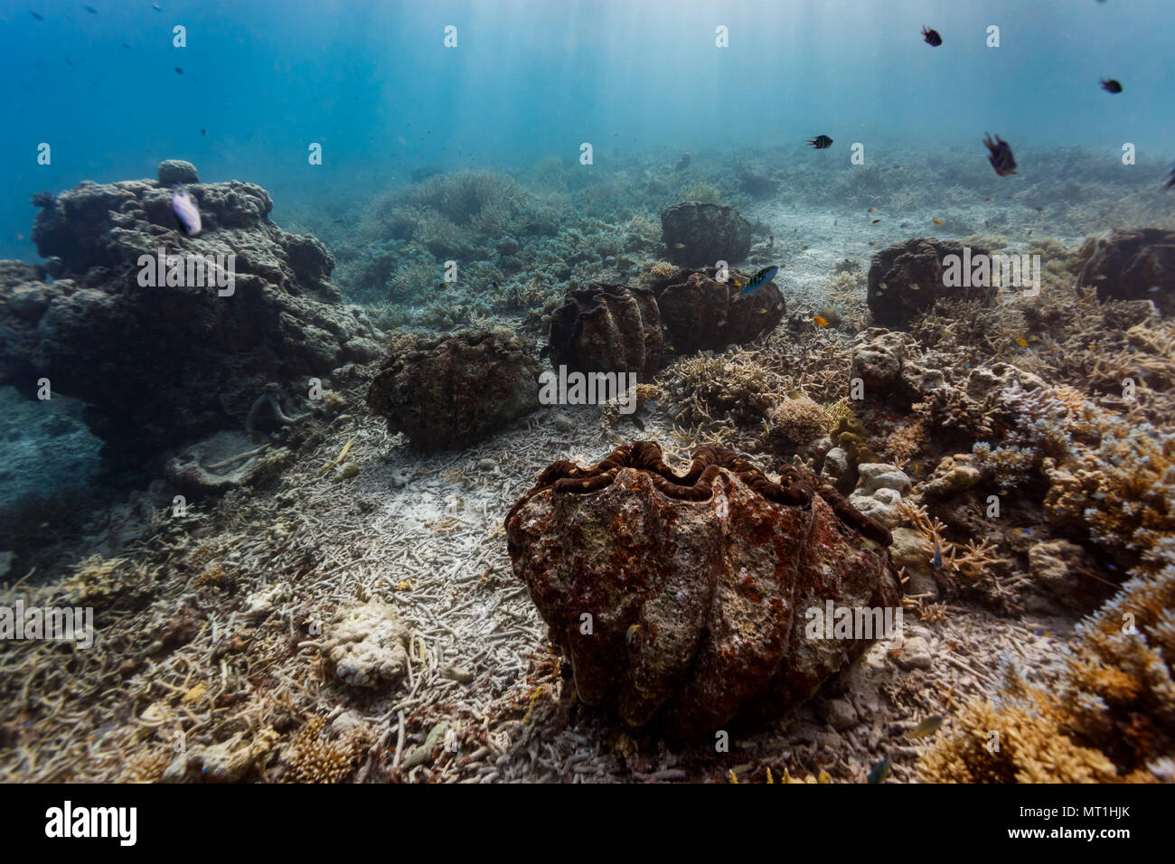 Giant clams hi-res stock photography and images - Alamy