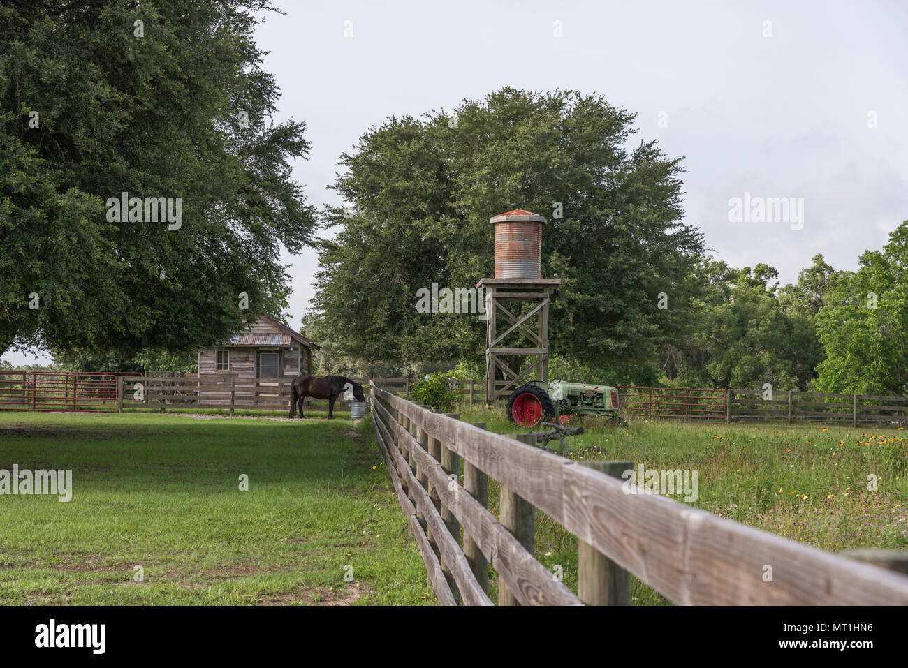 Horse in Pasture on Old Farm Stock Photo - Alamy