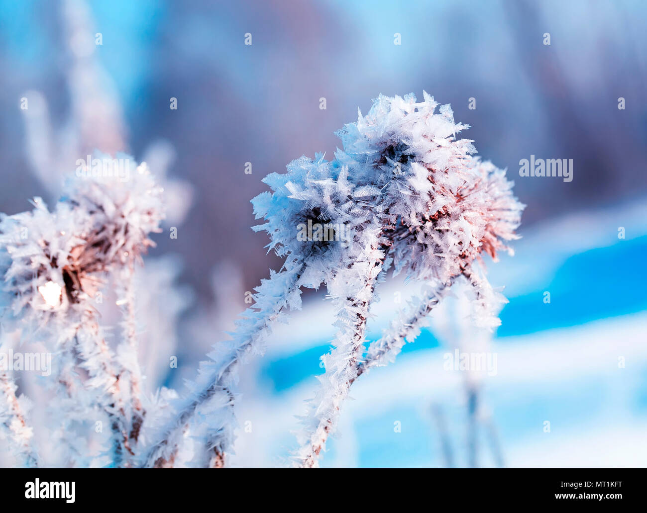 beautiful plant seeds burdock covered with white shiny crystals of ...
