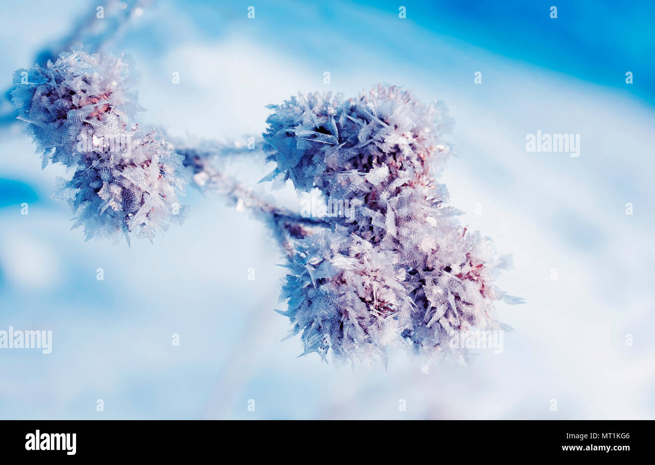 beautiful plant seeds burdock covered with white shiny crystals of ...