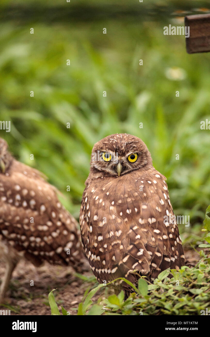 Adult Burrowing owl Athene cunicularia perched outside its burrow on ...