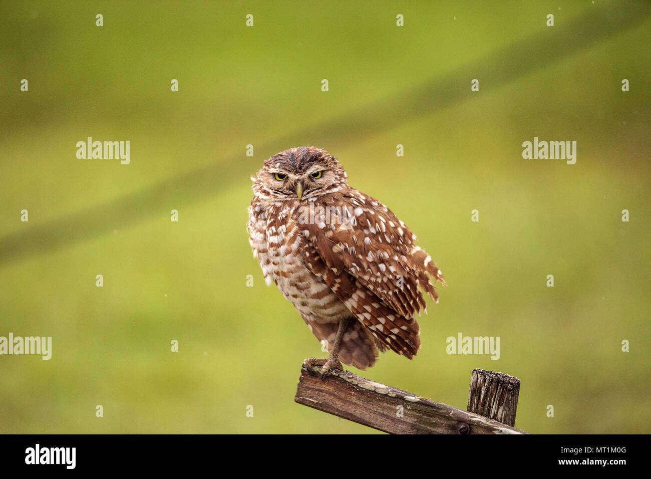 Adult Burrowing owl Athene cunicularia perched outside its burrow on ...