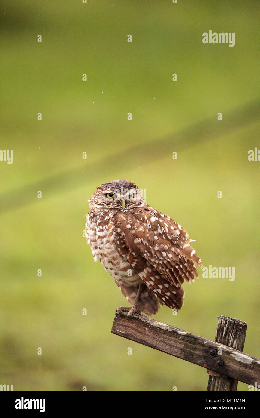 Adult Burrowing owl Athene cunicularia perched outside its burrow on ...