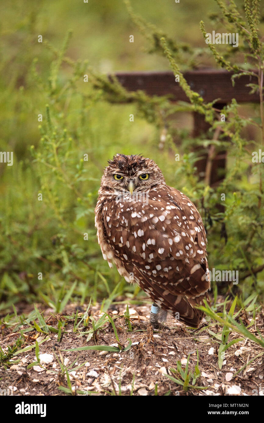 Adult Burrowing owl Athene cunicularia perched outside its burrow on ...