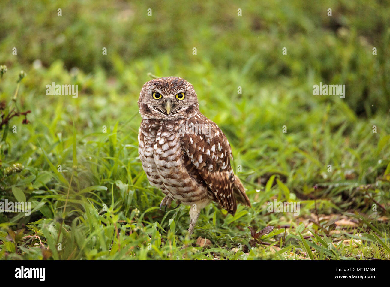 Adult Burrowing owl Athene cunicularia perched outside its burrow on ...