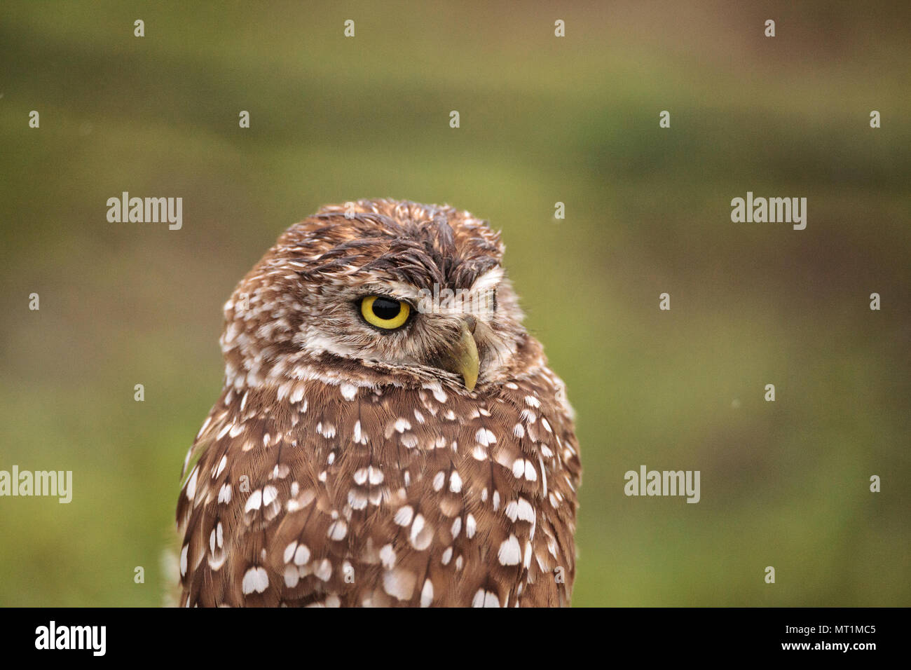 Adult Burrowing owl Athene cunicularia perched outside its burrow on ...