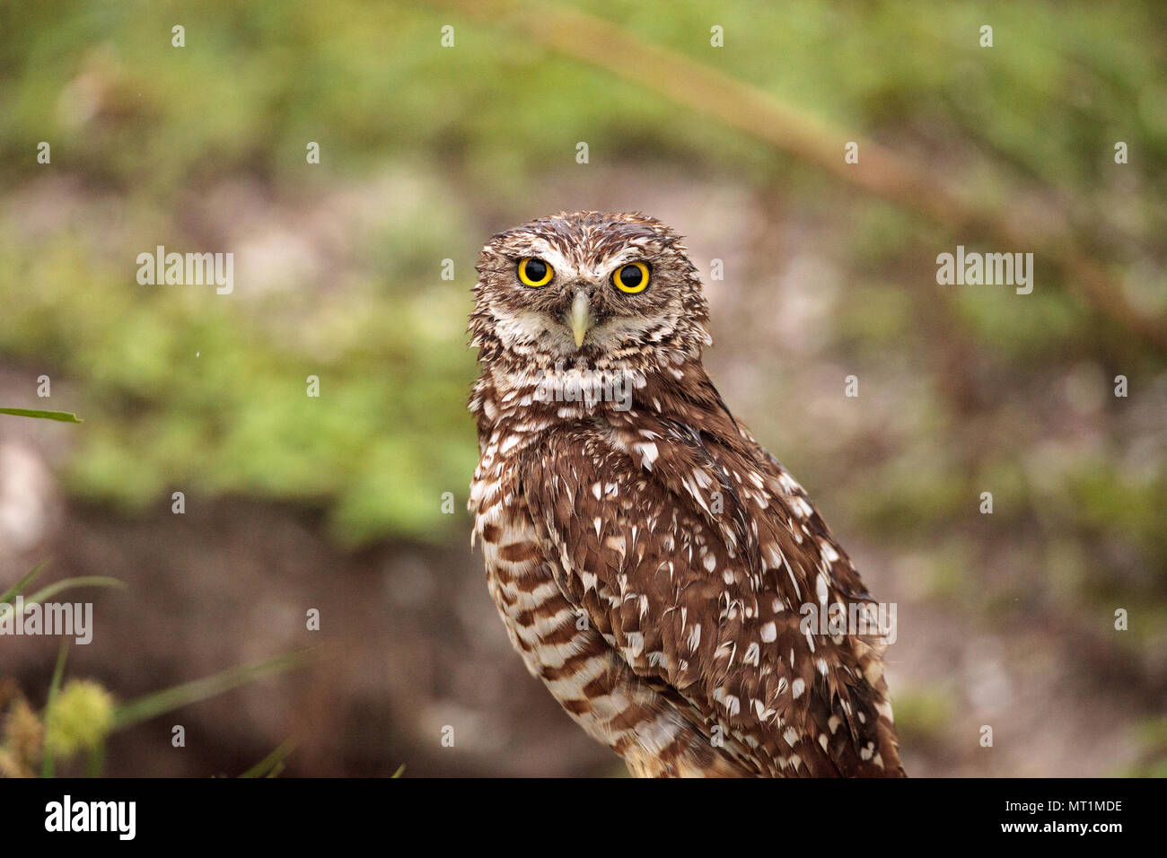 Adult Burrowing owl Athene cunicularia perched outside its burrow on ...