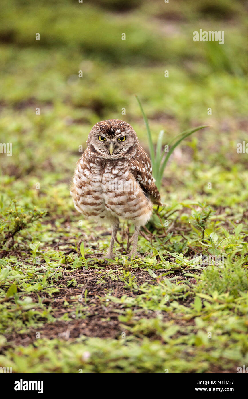 Adult Burrowing owl Athene cunicularia perched outside its burrow on ...