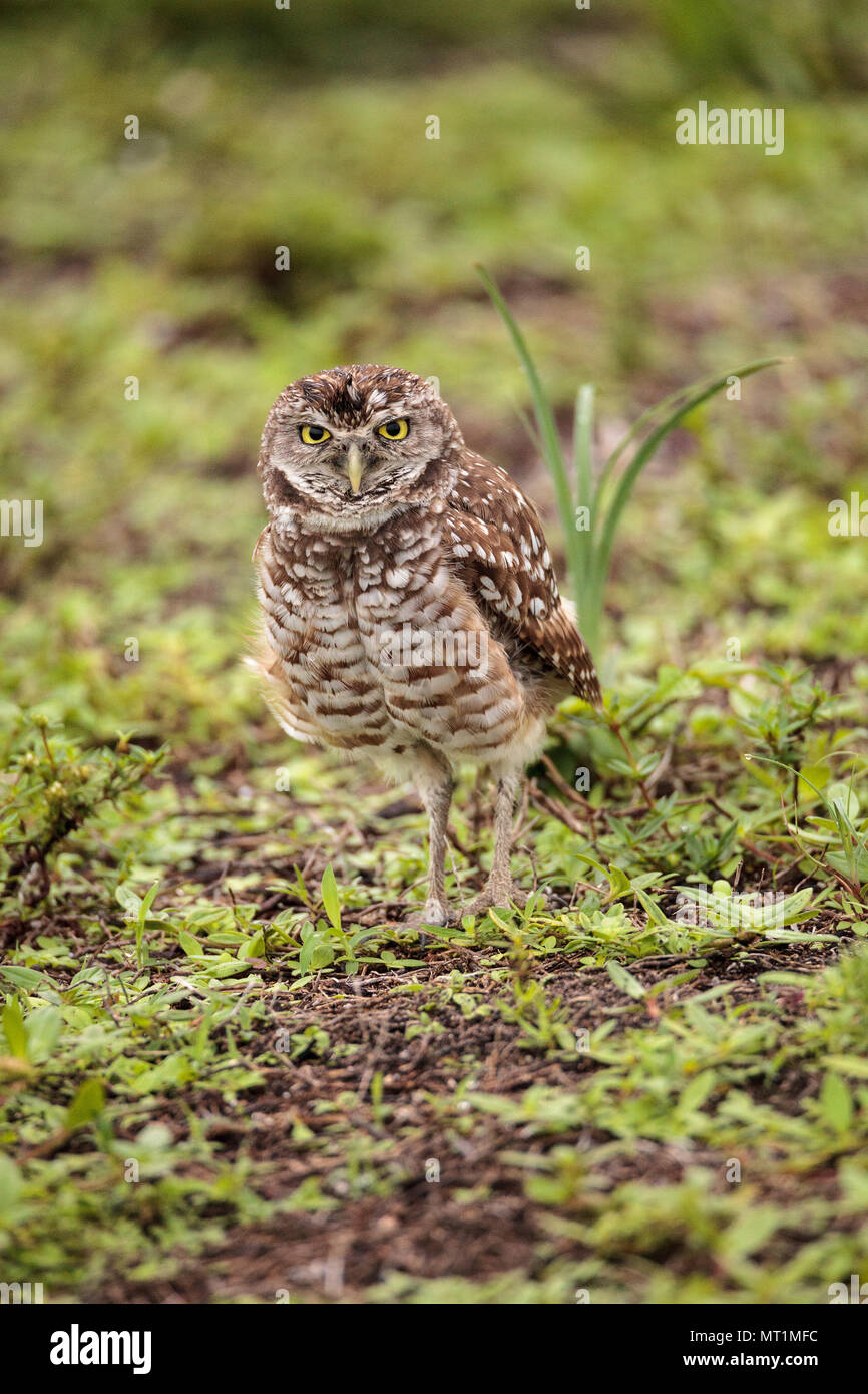 Adult Burrowing owl Athene cunicularia perched outside its burrow on ...