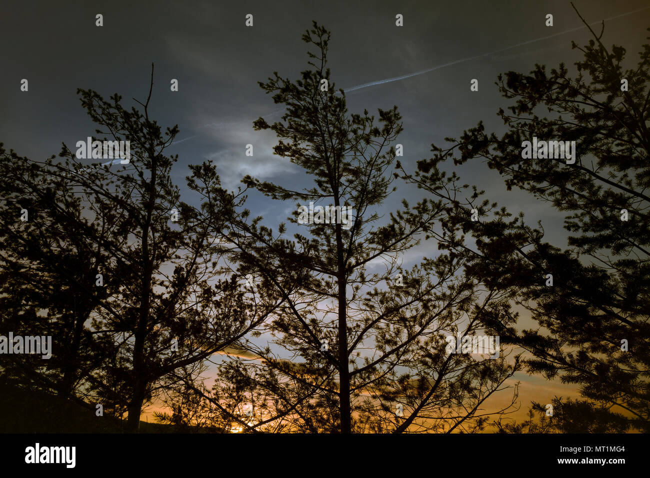 Windy pine trees Stock Photo - Alamy
