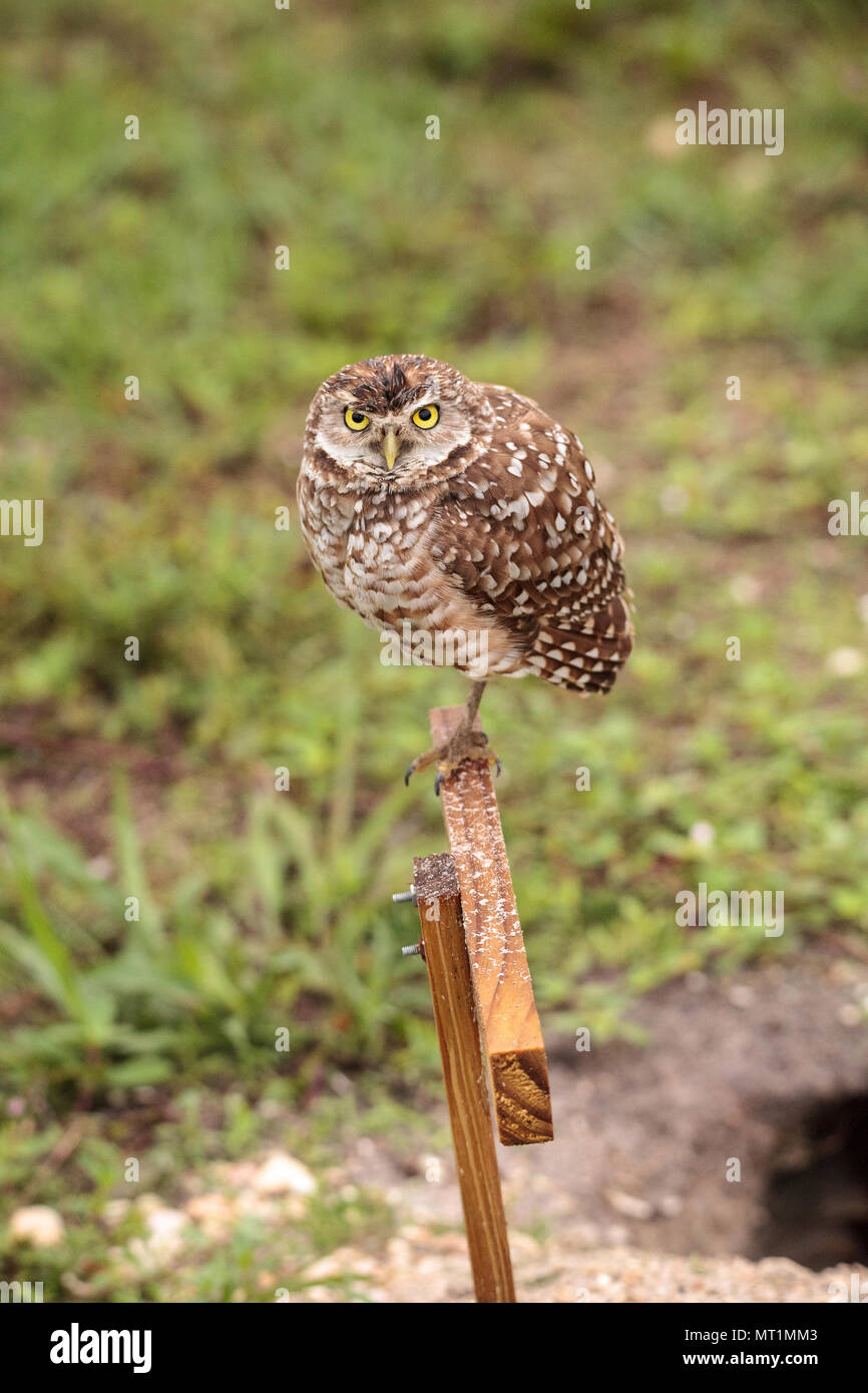 Adult Burrowing owl Athene cunicularia perched outside its burrow on ...