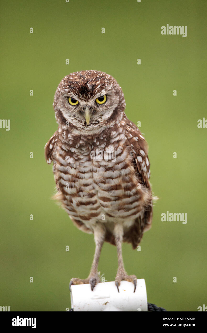 Adult Burrowing owl Athene cunicularia perched outside its burrow on ...