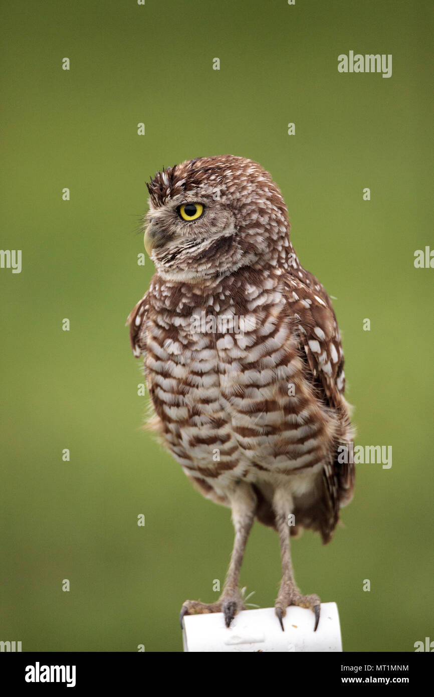 Adult Burrowing owl Athene cunicularia perched outside its burrow on ...