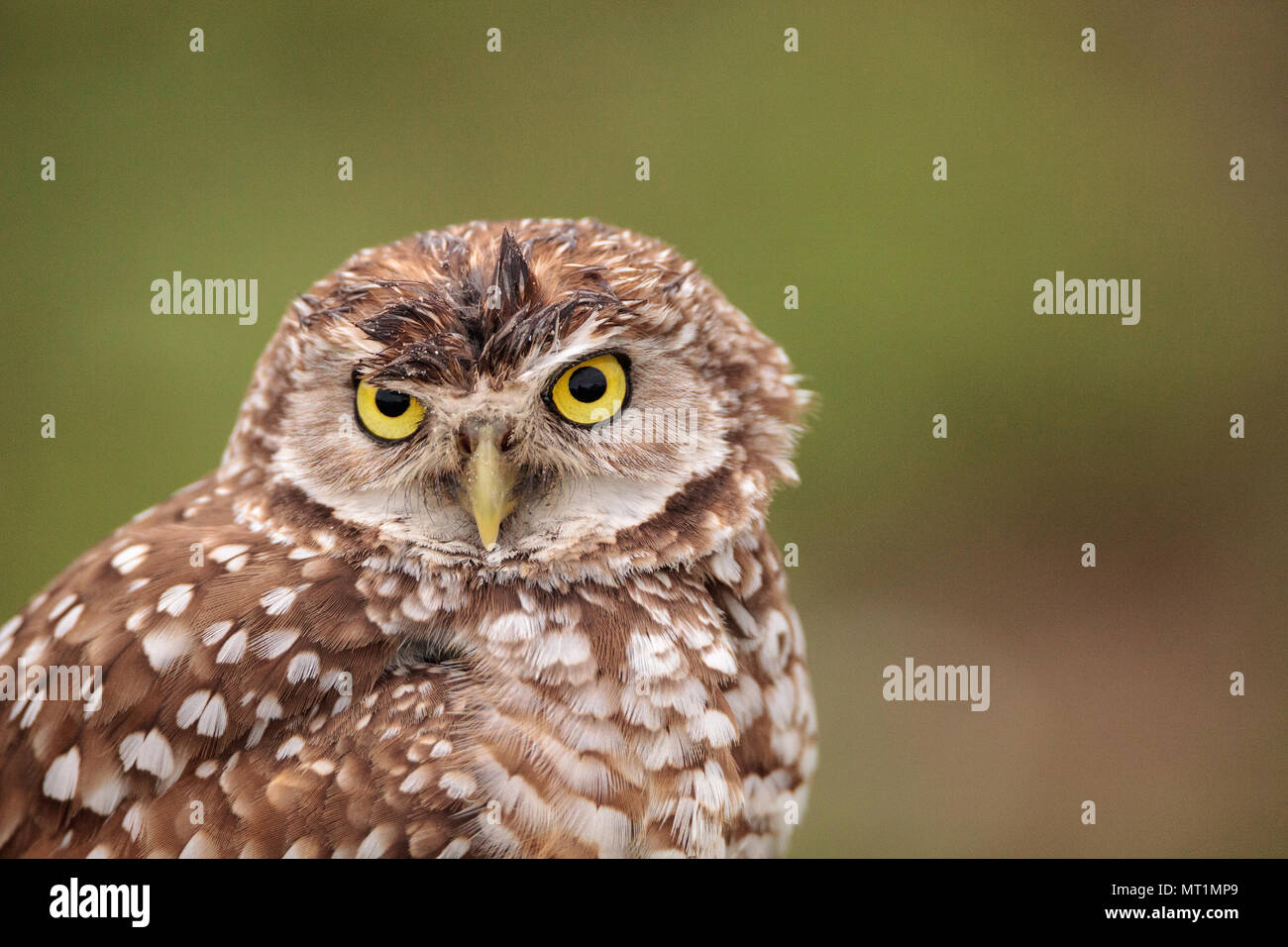 Adult Burrowing owl Athene cunicularia perched outside its burrow on ...