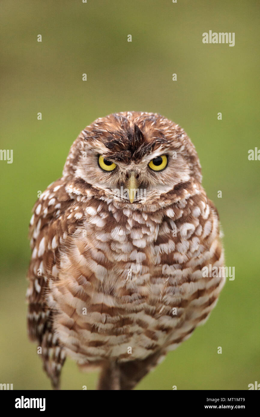 Adult Burrowing owl Athene cunicularia perched outside its burrow on ...