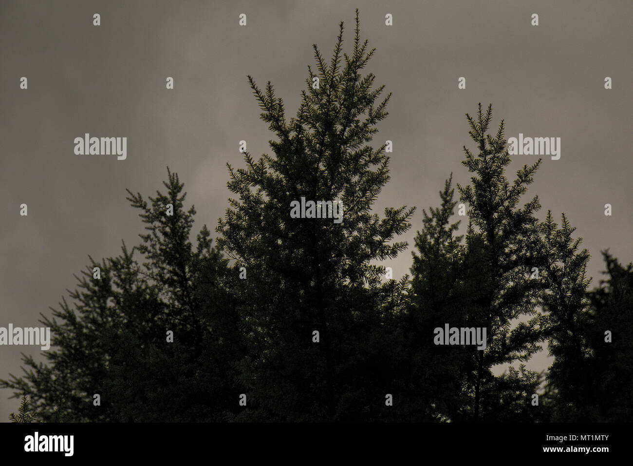 Pine trees at twilight Stock Photo - Alamy