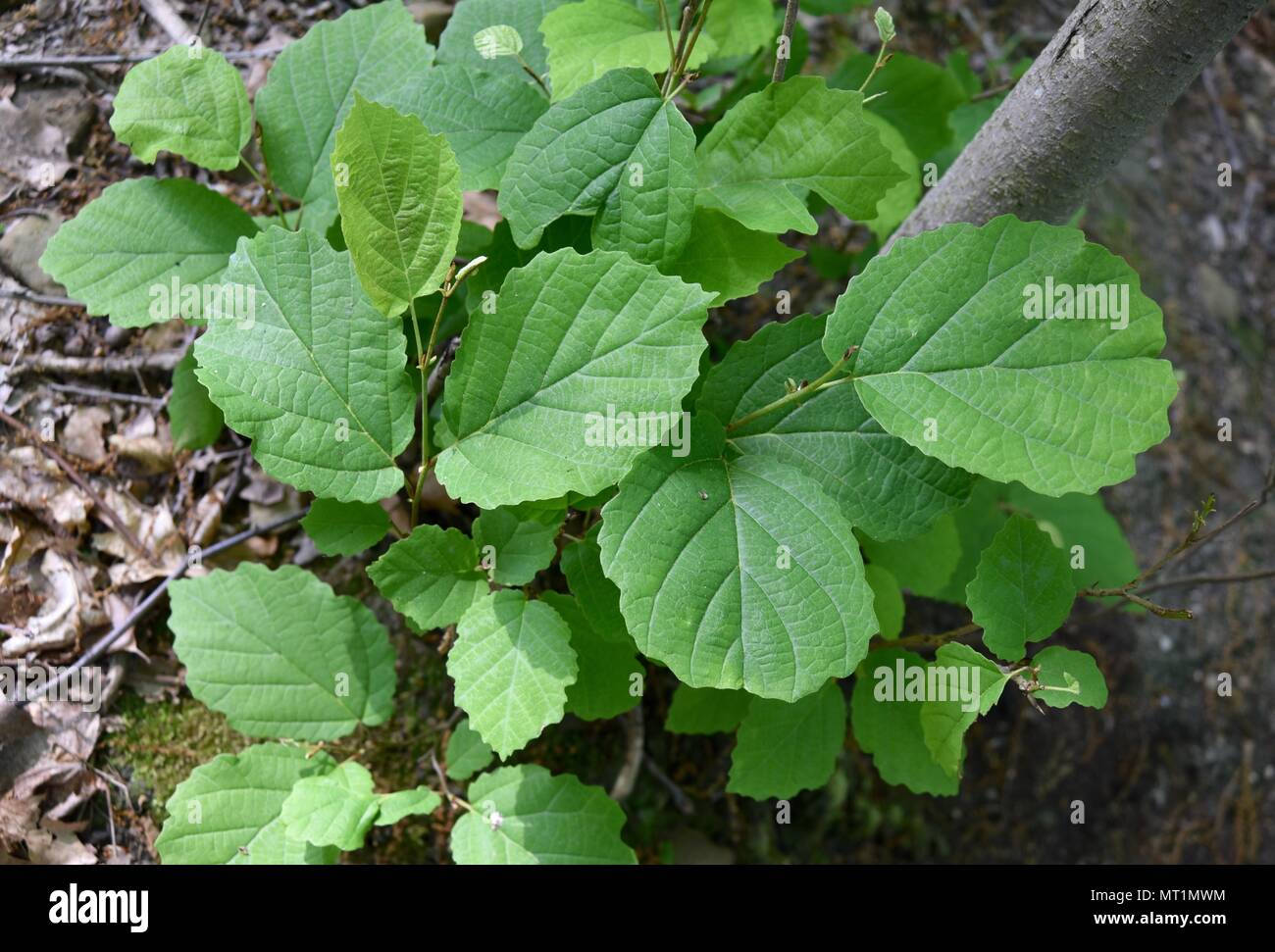 Black tupelo hi-res stock photography and images - Alamy