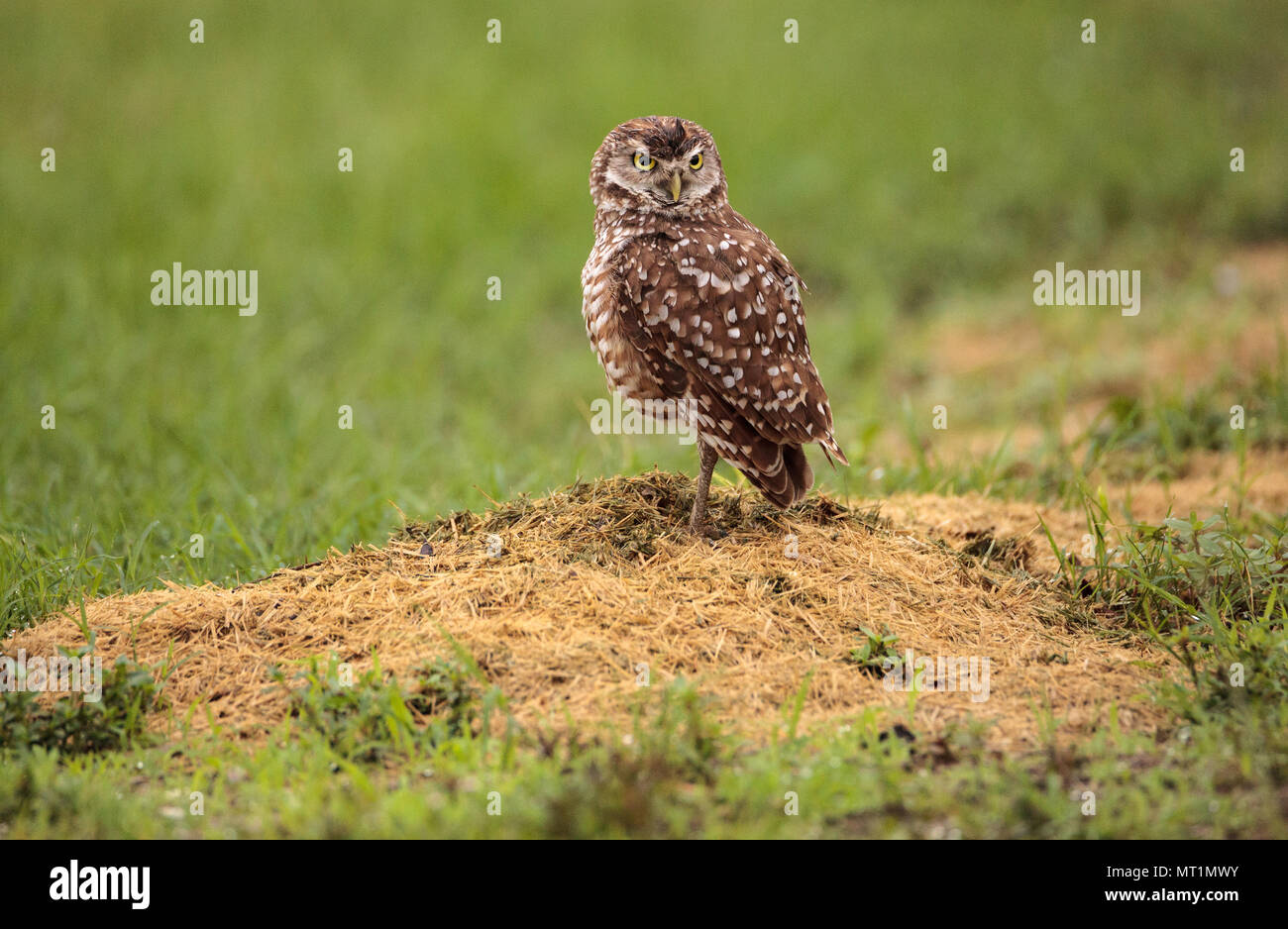 Adult Burrowing owl Athene cunicularia perched outside its burrow on ...