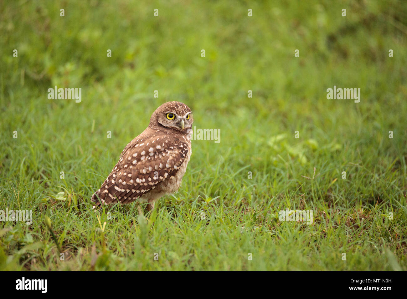 Adult Burrowing owl Athene cunicularia perched outside its burrow on ...