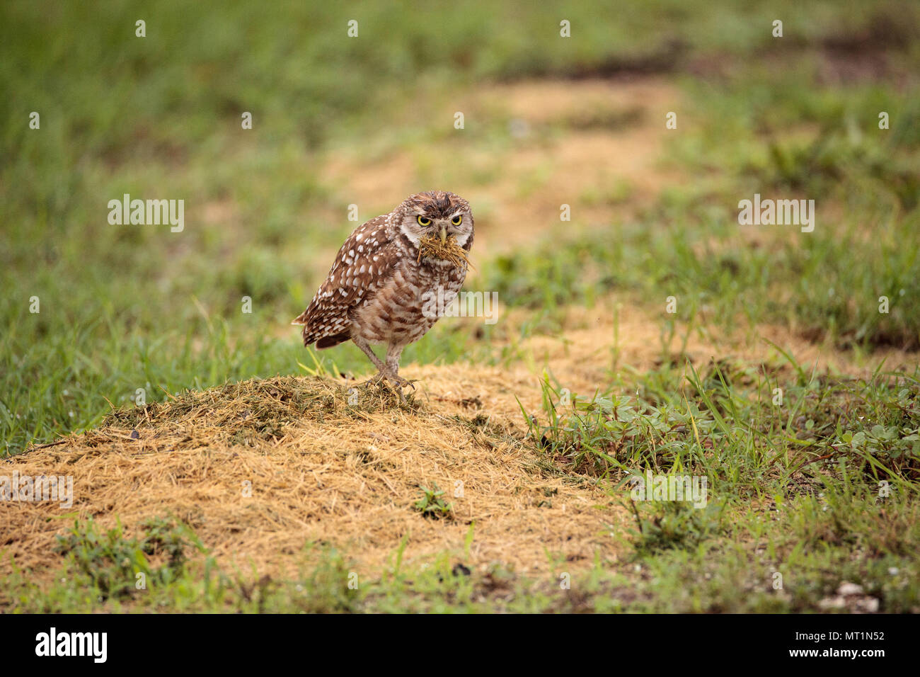Adult Burrowing owl Athene cunicularia perched outside its burrow on ...