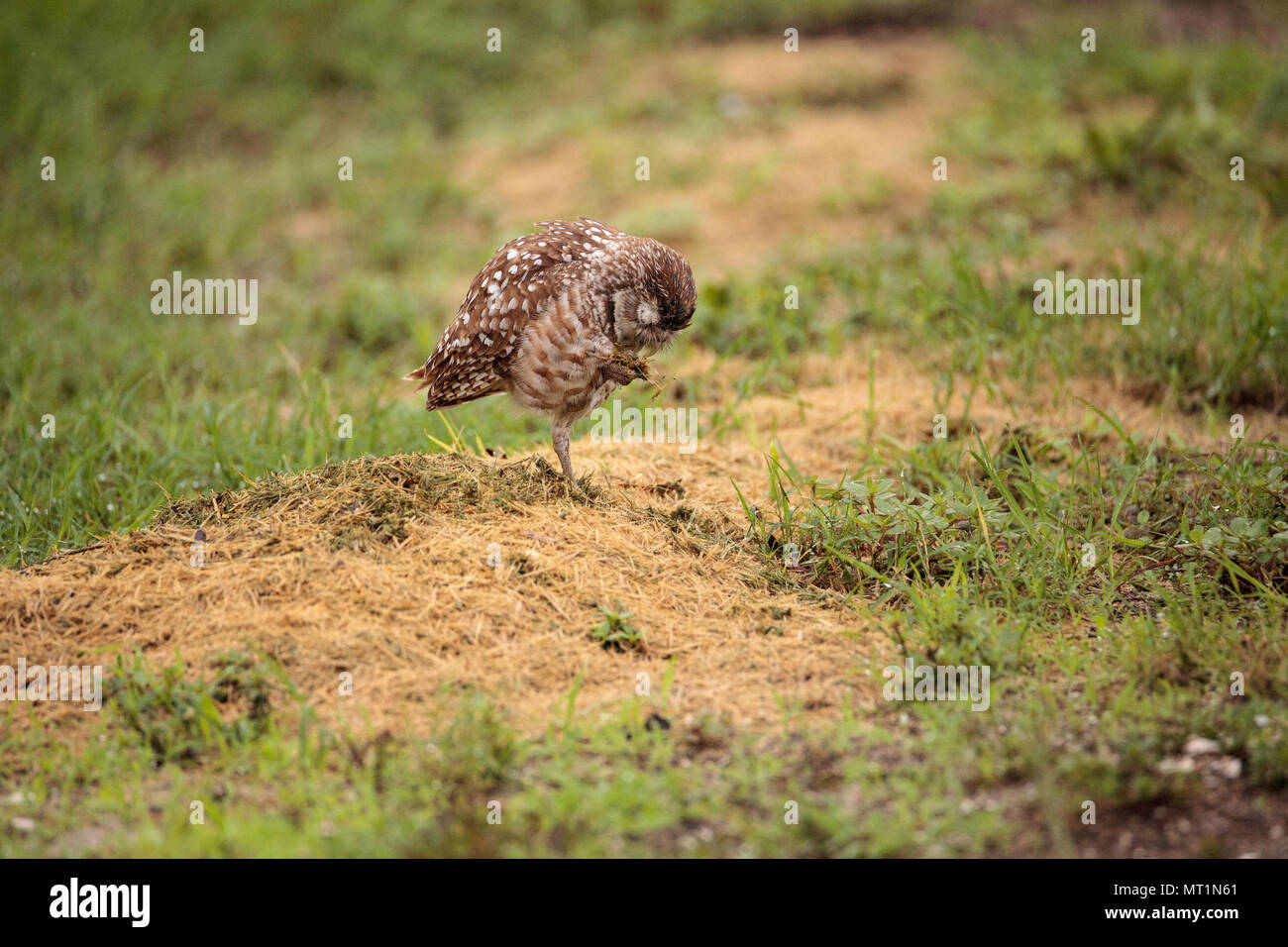 Adult Burrowing owl Athene cunicularia perched outside its burrow on ...