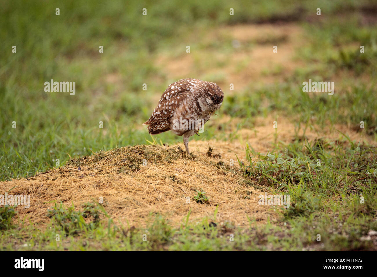Adult Burrowing owl Athene cunicularia perched outside its burrow on ...